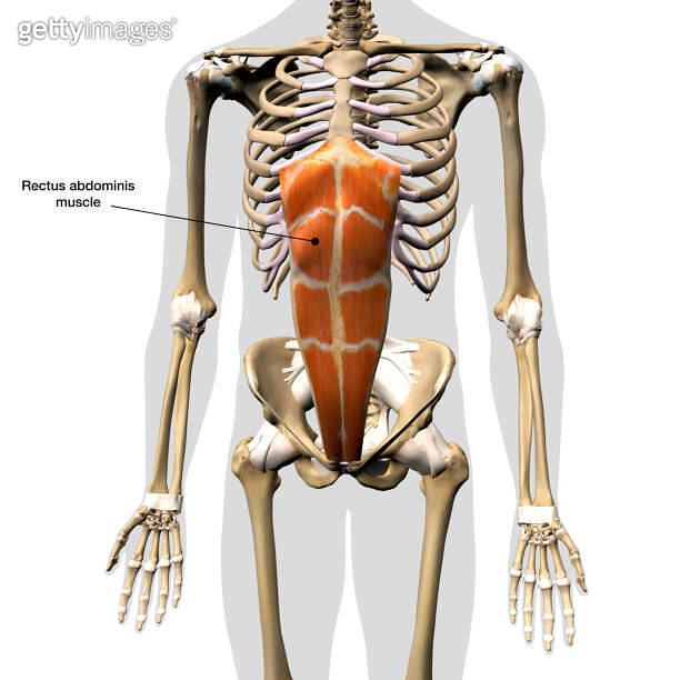 Male Rectus Abdominis Muscles Front View Isolated and Labeled on White ...