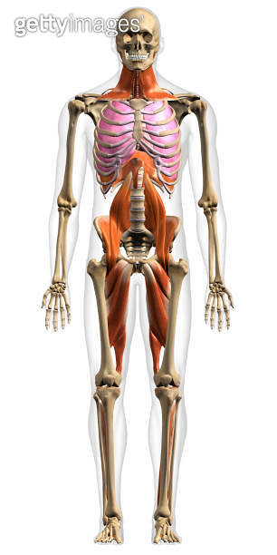 Male Full Body Deep Front Network of Muscles on White Background 이미지 ...