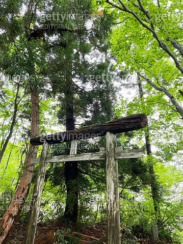 old Torii gate in the forest in Aomori, Japan 이미지 (1575965080) - 게티이미지뱅크