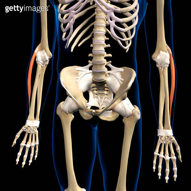 Lower Arm Extensor Carpi Radialis Longus Muscles Isolated on Male Human ...