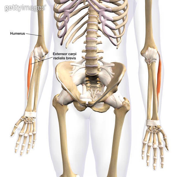 Labeled 3D Rendering of Extensor Carpi Radialis Brevis Muscles ...