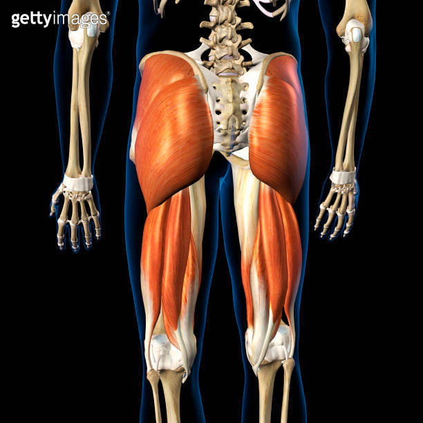 Male Hip Extensor Muscle Complex Isolated in Rear View of Skeleton on ...