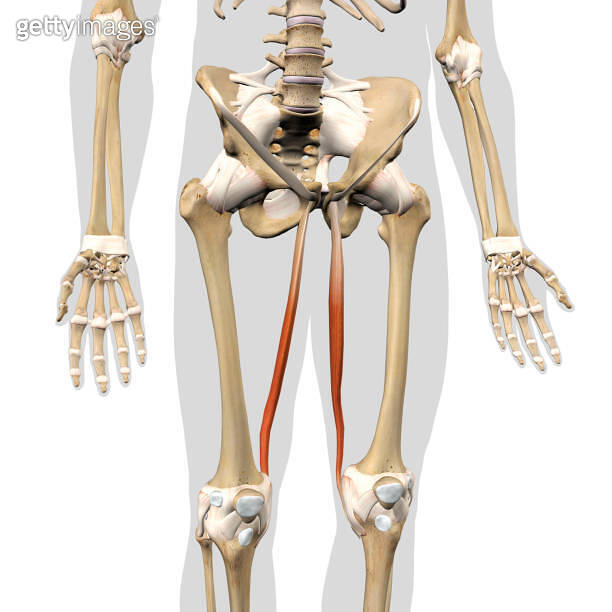 Gracilis Leg Muscles Isolated on the Human Skeleton Anterior View on a ...