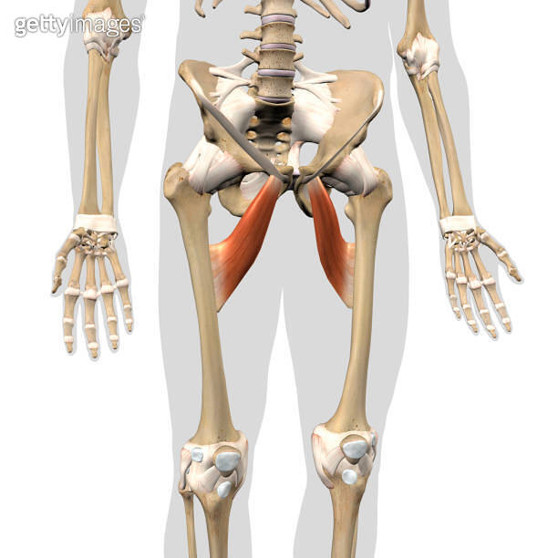 Adductor Brevis Leg Muscles on the Human Skeleton Anterior View on a ...