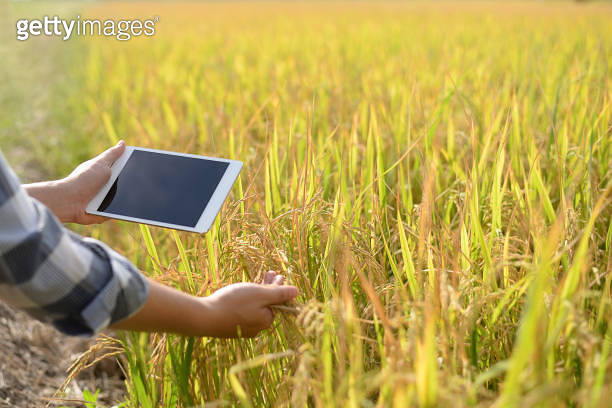 clever farm. Farmer in the field using a tablet. Concepts related to ...