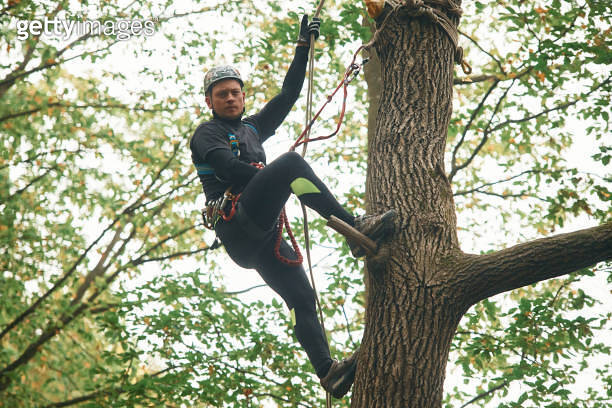On the high tree, hanging. Man is doing climbing in the forest by use ...