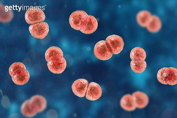 Streptococcus pneumoniae bacteria, 3D scientific illustration ...