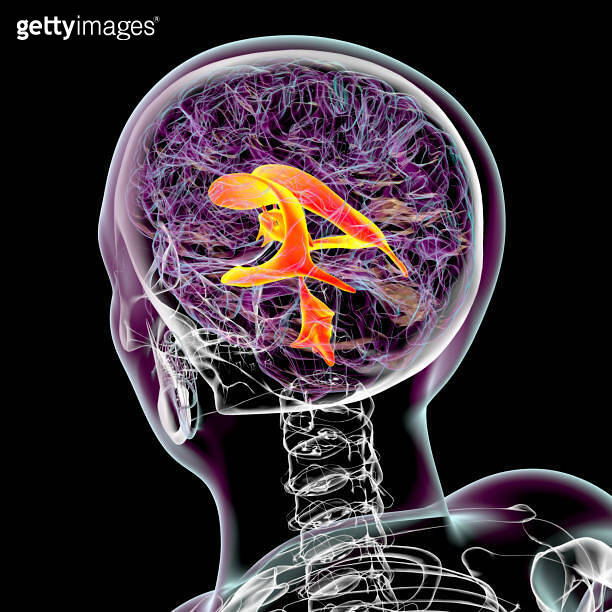 Ventricular system of the brain, 3D illustration (1700377222) - 게티이미지뱅크