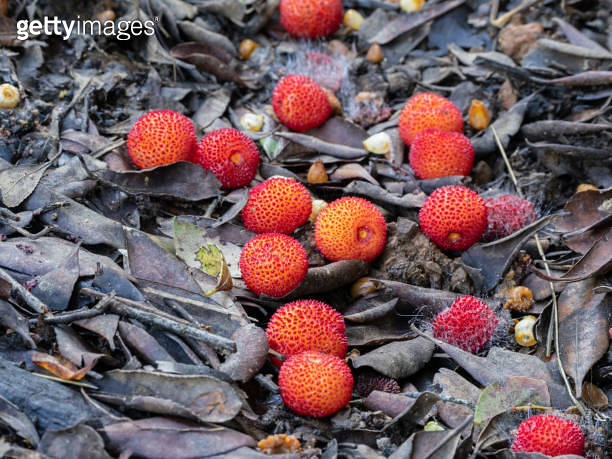 Ripe strawberry trees on the ground in autumn 이미지 (1797374649) - 게티이미지뱅크