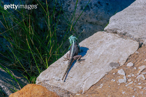 Cape Town, South Africa - A Male Agama Atra Lizard Enjoying the ...