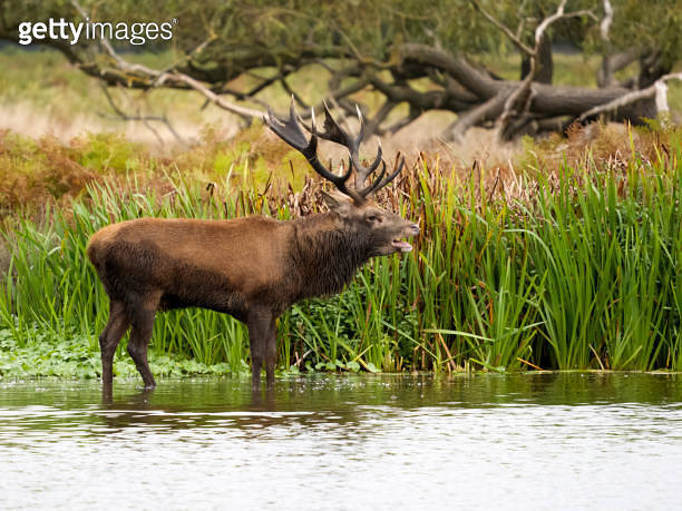 Red deer, Cervus elaphus 이미지 (1734473570) - 게티이미지뱅크