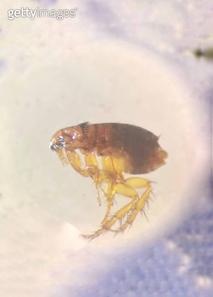 Cat flea Ctenocephalides felis seen under a microscope (1784055824 ...