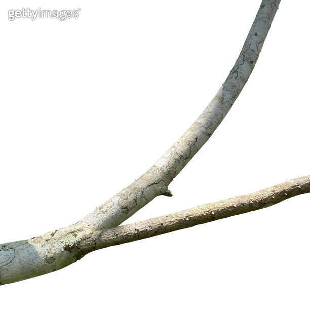tree branch bark texture isolated on white background. 이미지 (1627834394 ...