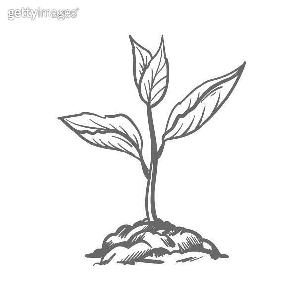 hand drawn sketch of tree planting. Seeds sprout in the ground ...