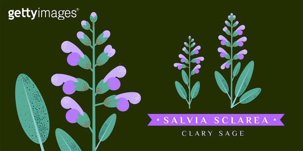 Salvia vector drawing. Isolated flower and leaves. Detailed botanical ...