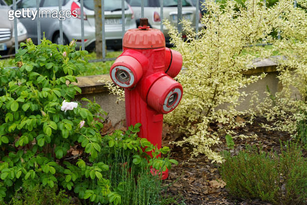 Fire hydrant installed on the street near the bushes and rose hips. 이미지 ...