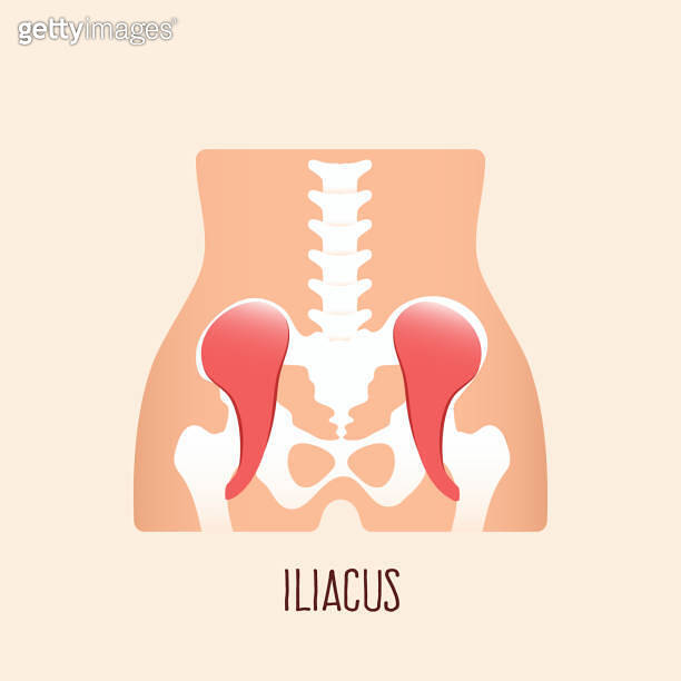 Iliacus muscle (1478835854) 일러스트, 무료 일러스트 - 게티이미지뱅크