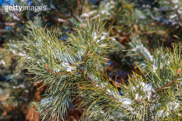 Pine tree branches covered with white snow at winter 이미지 (1837708157 ...