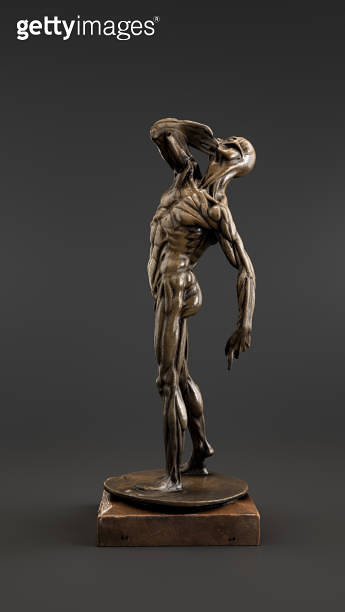Anatomic model from 1500s. The anatomical model depicts a nude male ...
