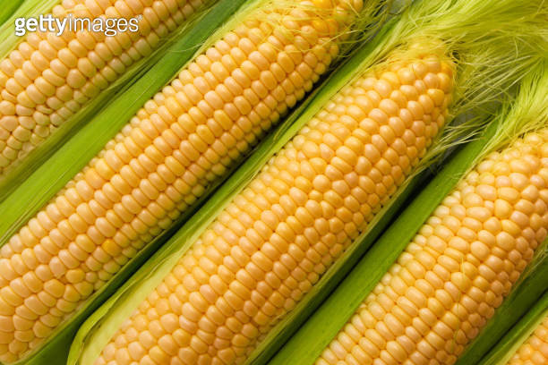 Ripe corn grain closeup. Texture of corn 이미지 (1605000565) - 게티이미지뱅크
