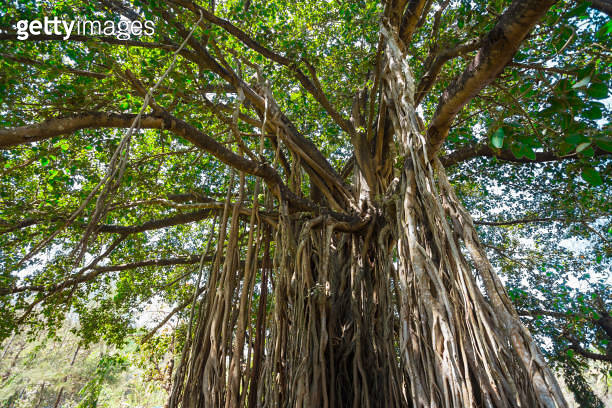 sacred tree in the jungle. India. Goa 이미지 (1468041043) - 게티이미지뱅크