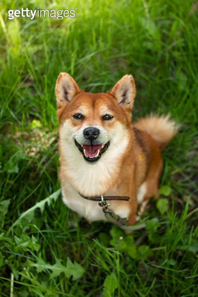 Japanese red dog shiba inu sits in green grass and smiles cutely. Happy ...