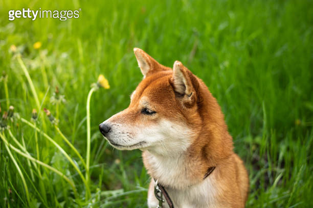 Portrait of japanese red dog shiba inu. The dog sits in the green grass ...