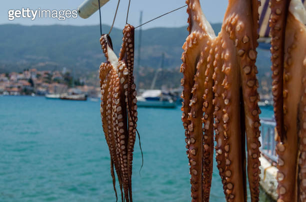 Dried octopuses for cooking traditional Greek dishes in a tavern. 이미지 ...