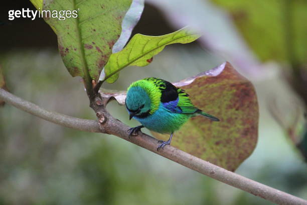 seven-colored tanager bird - Tangara seledon 이미지 (2159399451) - 게티이미지뱅크