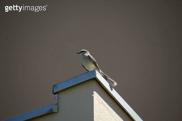 field thrush bird - Mimus saturninus 이미지 (2104921184) - 게티이미지뱅크
