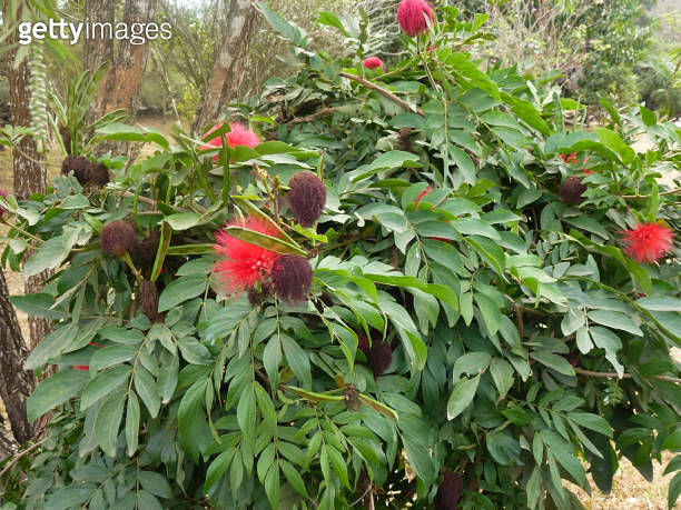 Red Powder Puff Flower. The scientific name is Calliandra ...