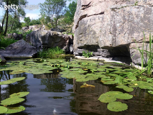 A small pond with lily leaves flows under the picturesque rocks ...