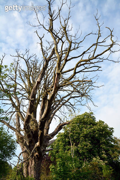 A large dry tree without leaves in the forest towers over others ...