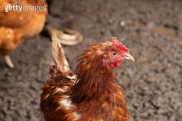 wet domestic chick hen head, comb, eye, beak. portrait of red chicken ...