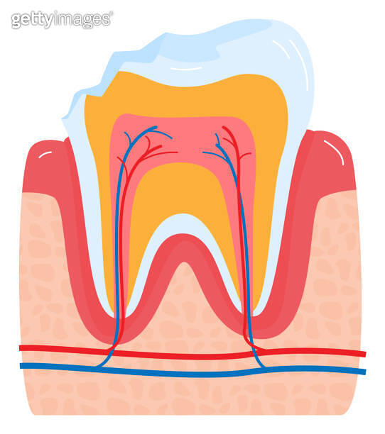 Close-up diagram of human tooth anatomy with enamel, dentin, pulp, and ...