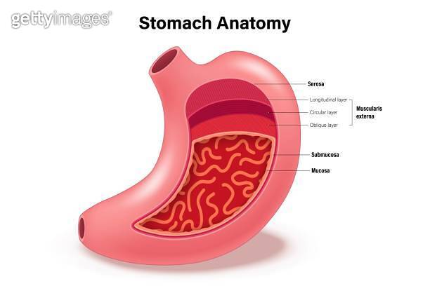 The anatomy of the human stomach vector. Digestive Organ. Internal ...