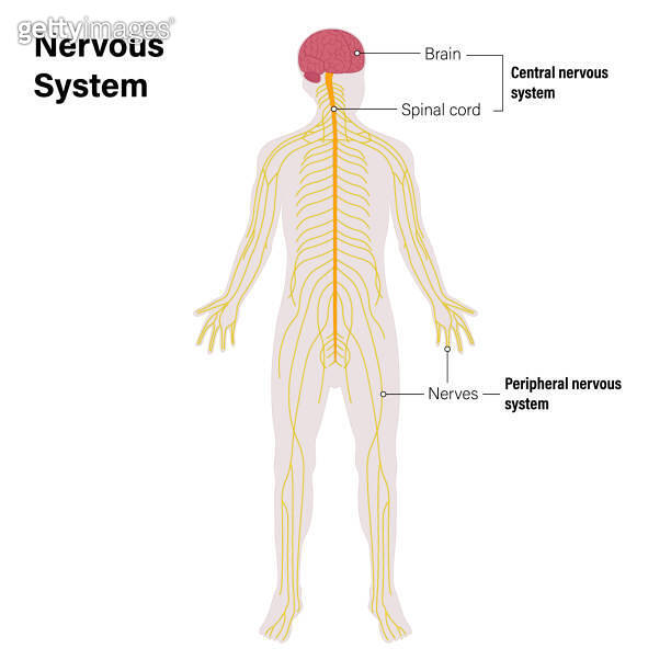 The nervous system vector. Central and Peripheral nervous system. Brain ...