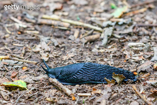 Crawling black slug on the ground 이미지 (2162492959) - 게티이미지뱅크