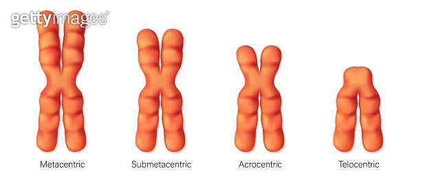 Structure of chromosome types vector. Metacentric, Submetacentric ...