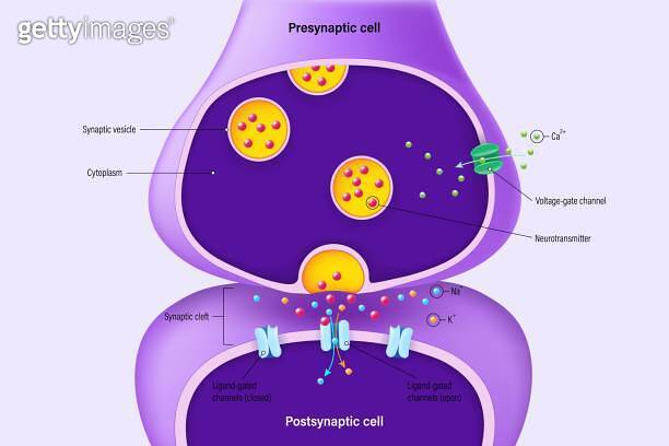 Chemical synapse vector. Neuron communication. Synaptic transmission ...