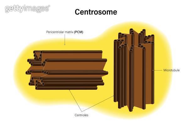 Centrosome structure vector. Infographics. Organelle of eukaryotic ...