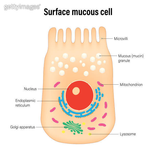The surface mucus cells (foveolar cells) of the stomach wall vector ...