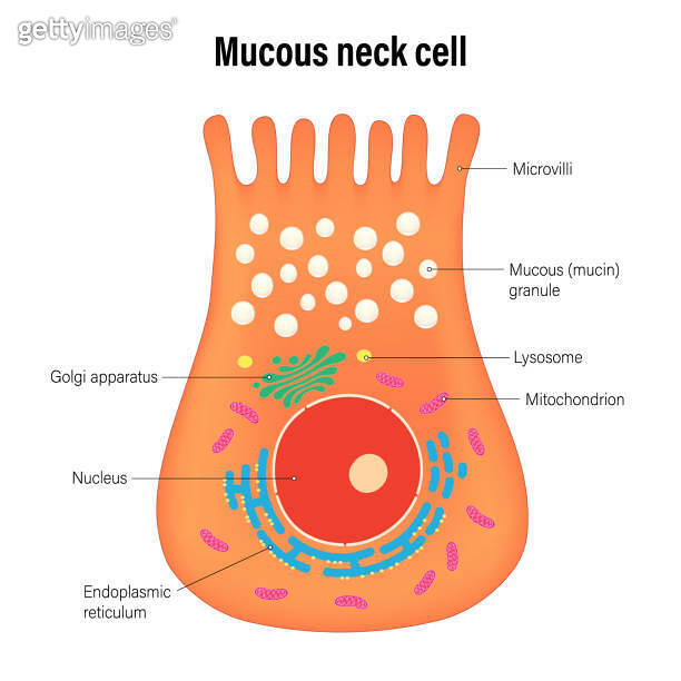The Mucous neck cells of the stomach wall vector. Types of secretory ...