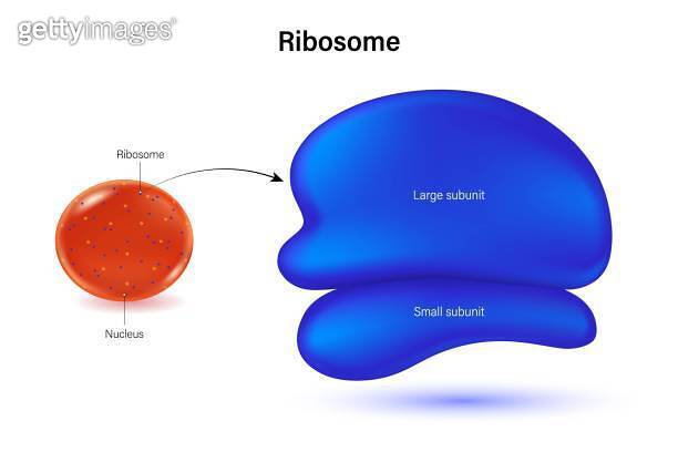Ribosome structure vector. Large subunit and Small subunit. Protein ...