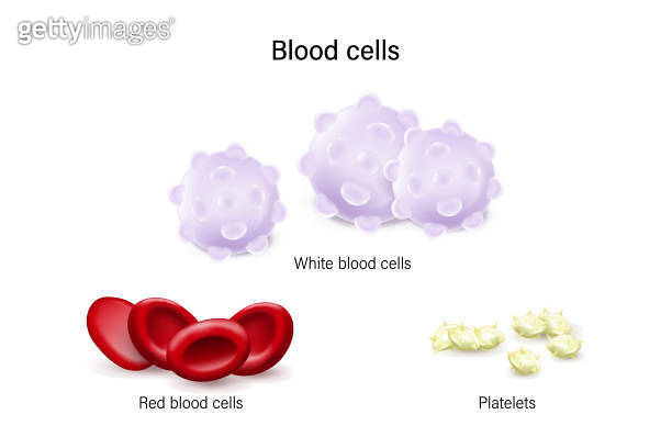 Blood cells vector. White blood cells, Red blood cells and Platelets ...
