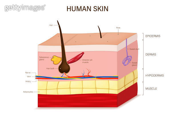 Human skin anatomy. Skin layers structure vector. Epidermis, dermis ...