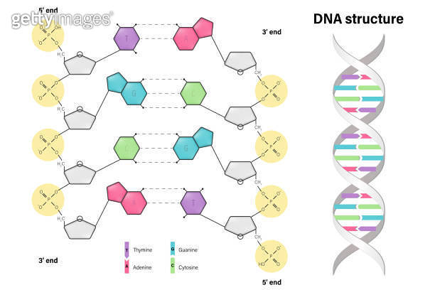 Structure of DNA. Deoxyribonucleic acids. Nitrogenous base (Thymine ...