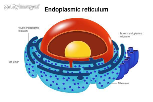 Endoplasmic Reticulum structure vector. Rough endoplasmic reticulum and ...