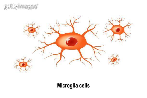 Microglia cell vector. Glial cells (neuroglia). Central nervous system ...