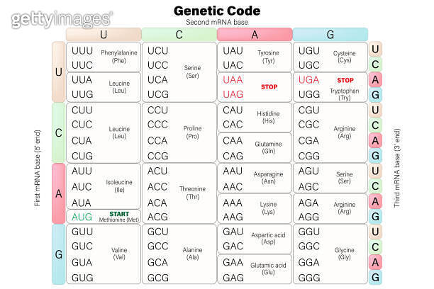 Genetic code table. RNA codon table vector. The three bases of an mRNA ...